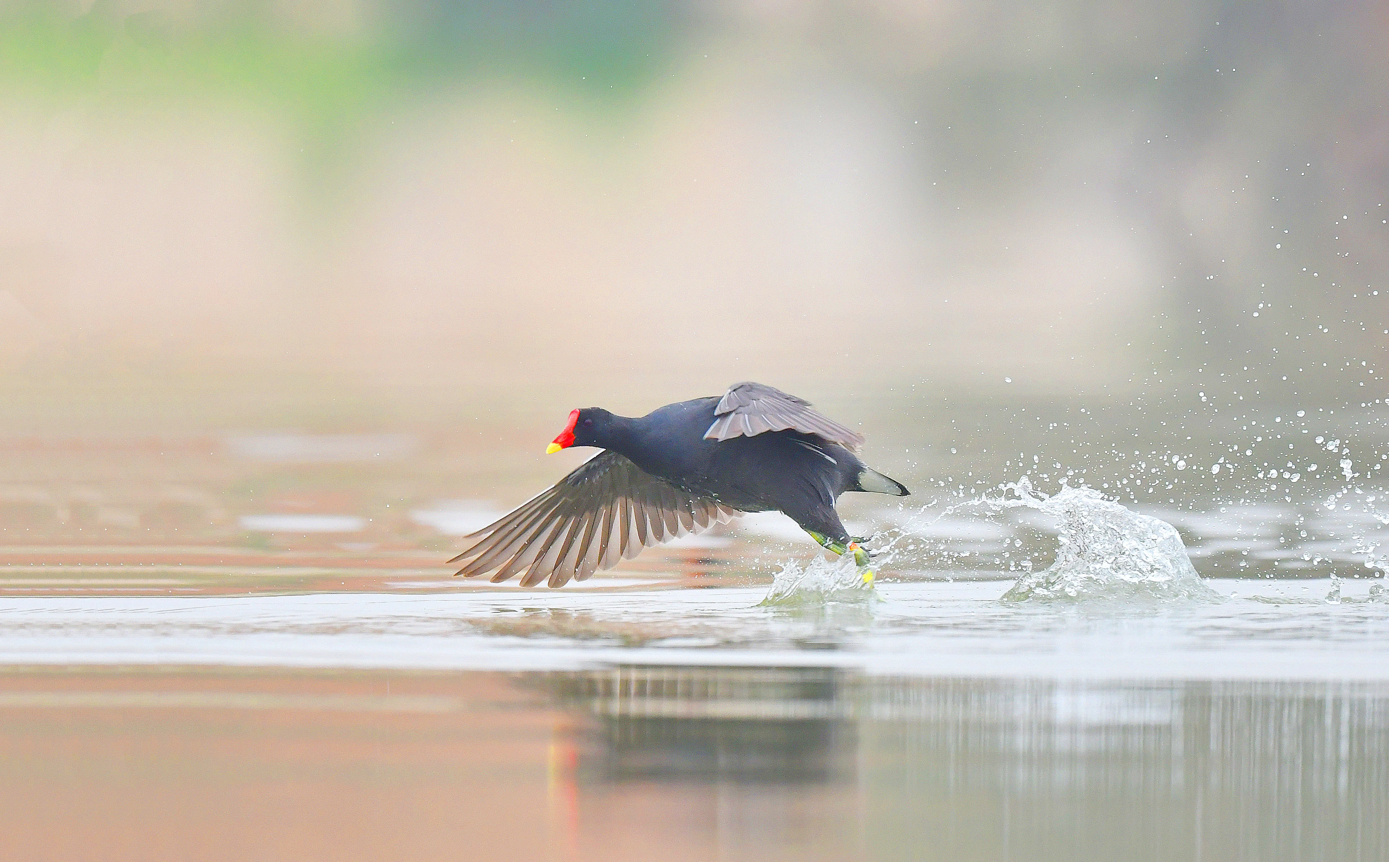 15th Asian Bird Fair | Xiamen 2026