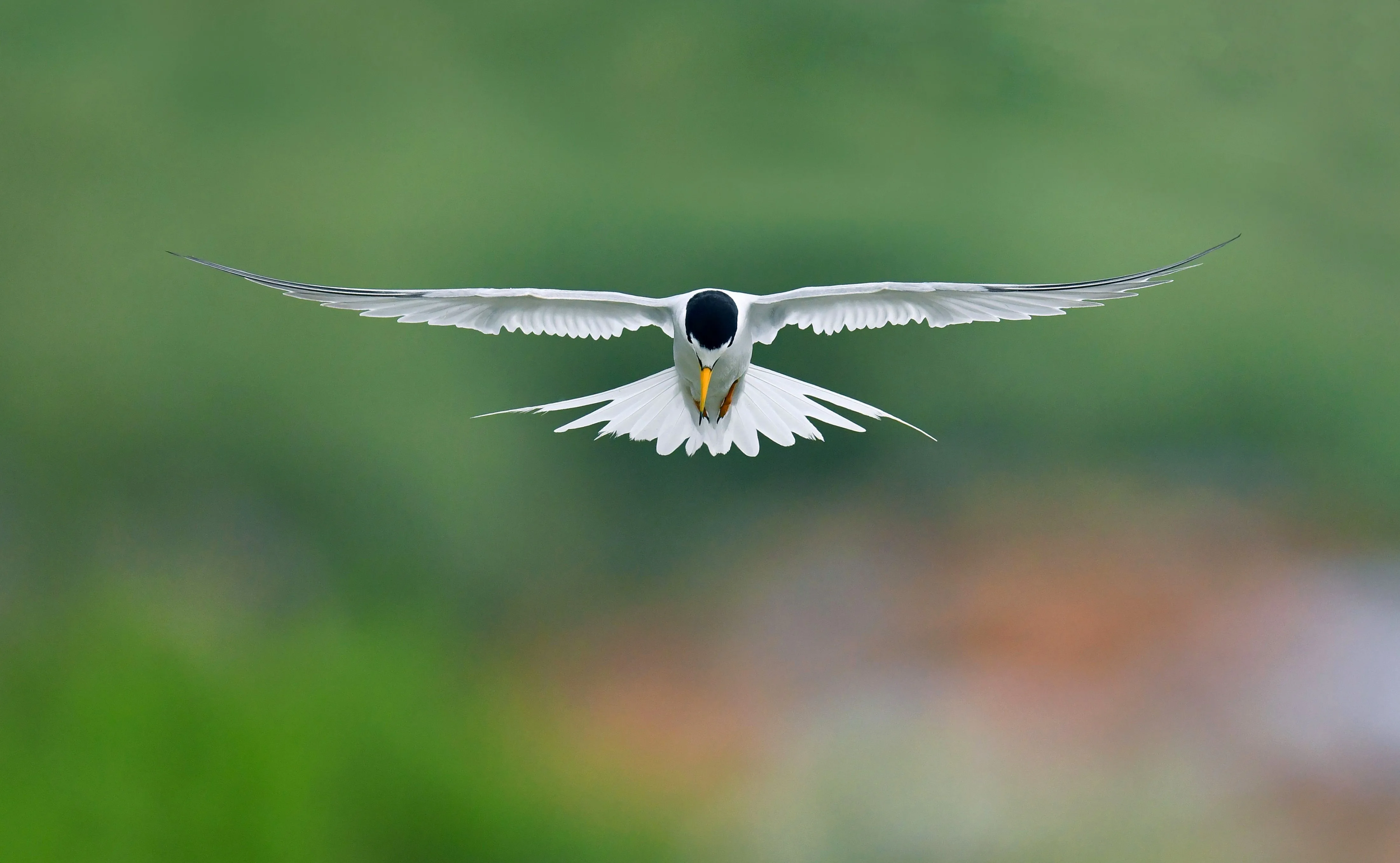 15th Asian Bird Fair | Xiamen 2026