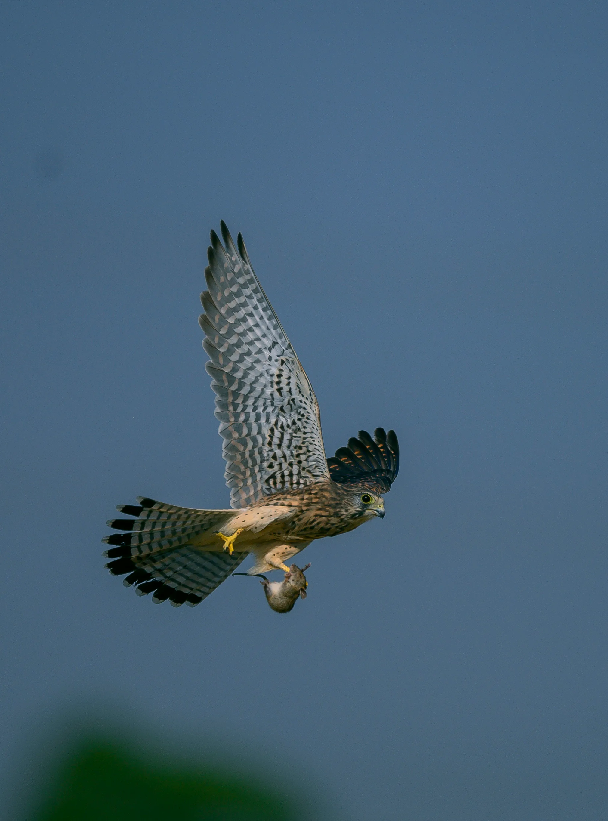 15th Asian Bird Fair | Xiamen 2026